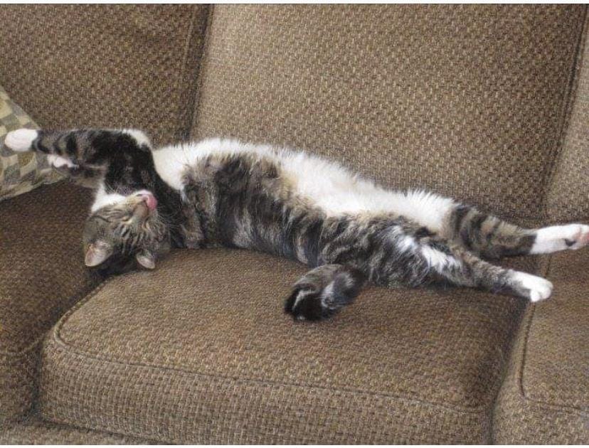 Tales of Purrfection — Life with Waldo the Tabby | by Kathy Stephanides | Catness | Medium