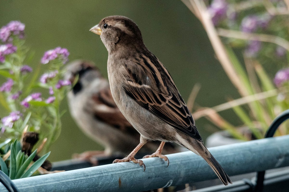 The gone sparrow.. When I was young, I lived in a small… | by stella ...