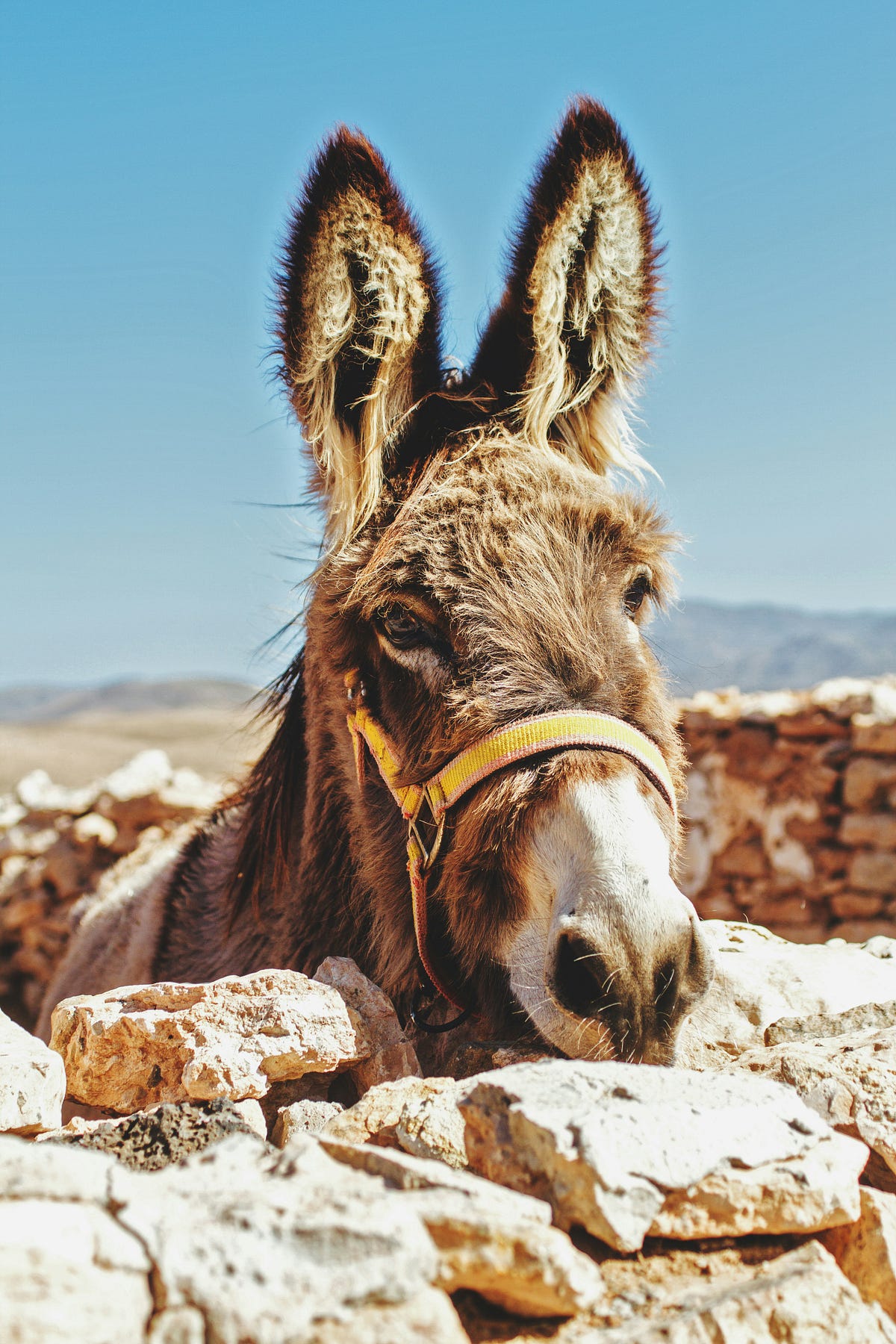 The History and Evolution of Donkeys | by Dr.Shahid Tufail | Medium