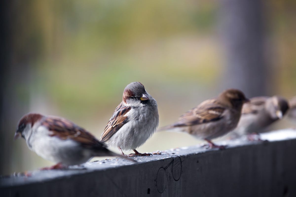The Jet Factory Sparrows: A Story of Resilience and Adaptation. | by Freda Savahl | Medium