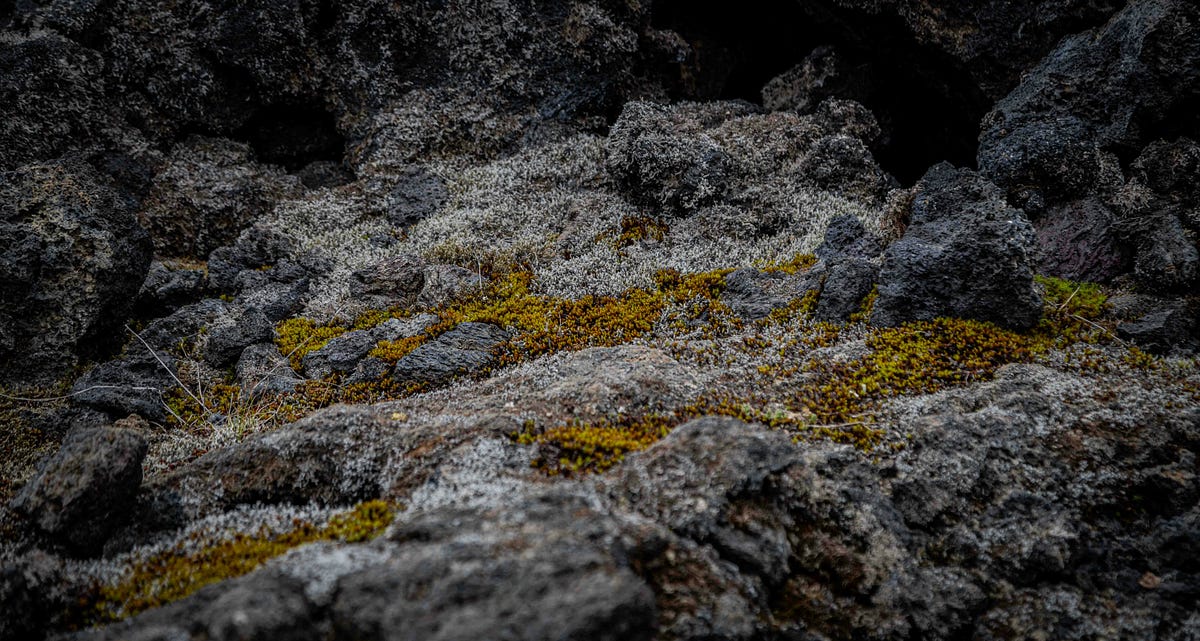 Resilience and Ruin - Joshua James Ogwang - Medium