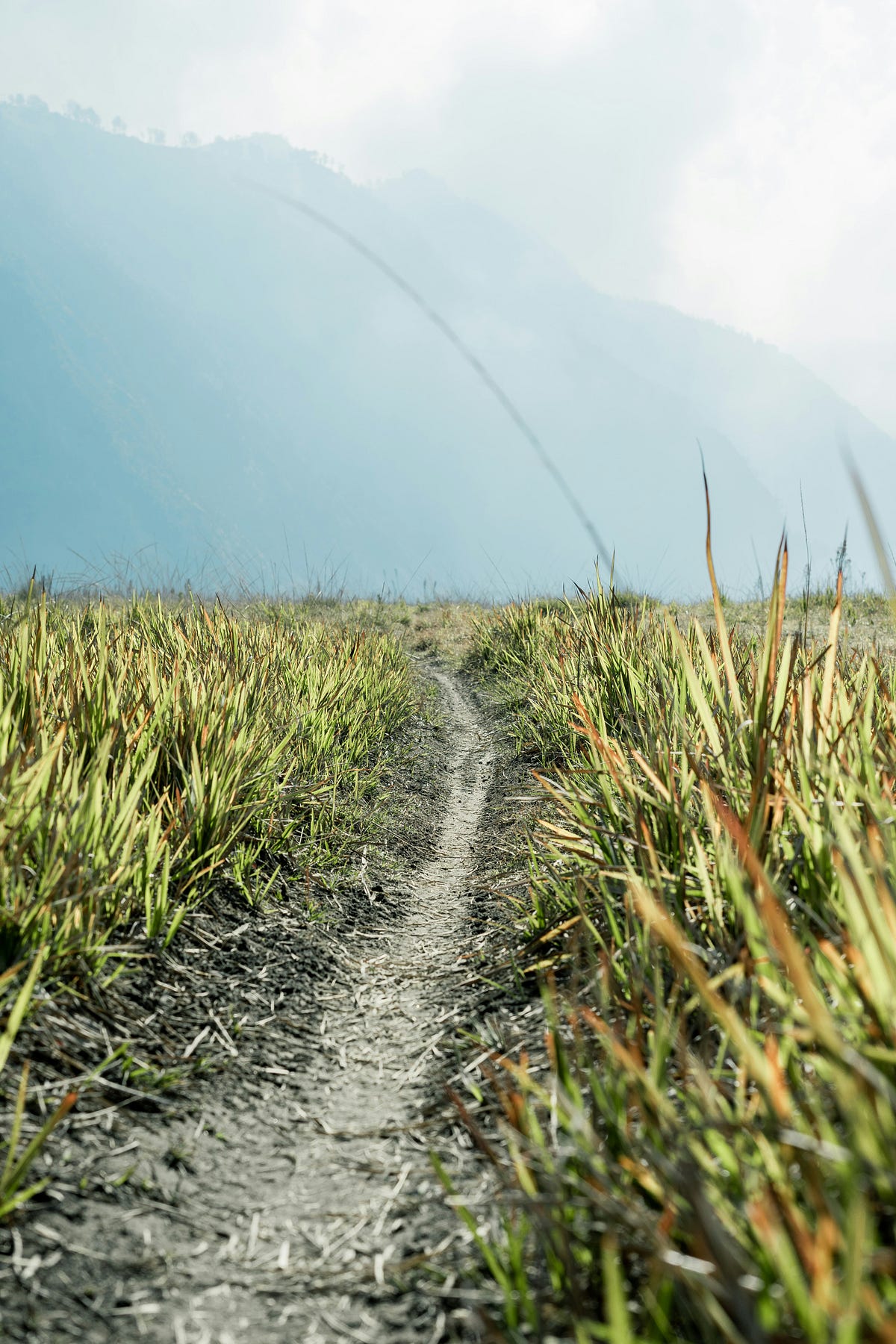 1/A path is lit. The first path was already flattened by… | by Daniela ...