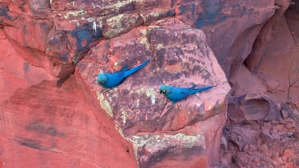 Lear’s Indigo parrot on sandstone breeding cliff tropical 4K slow ...