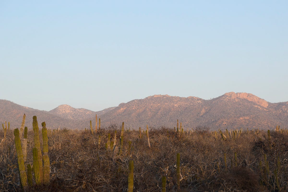 The New Venture. It is psychologically fragile, the… | by Emmanuel Appiah | Medium