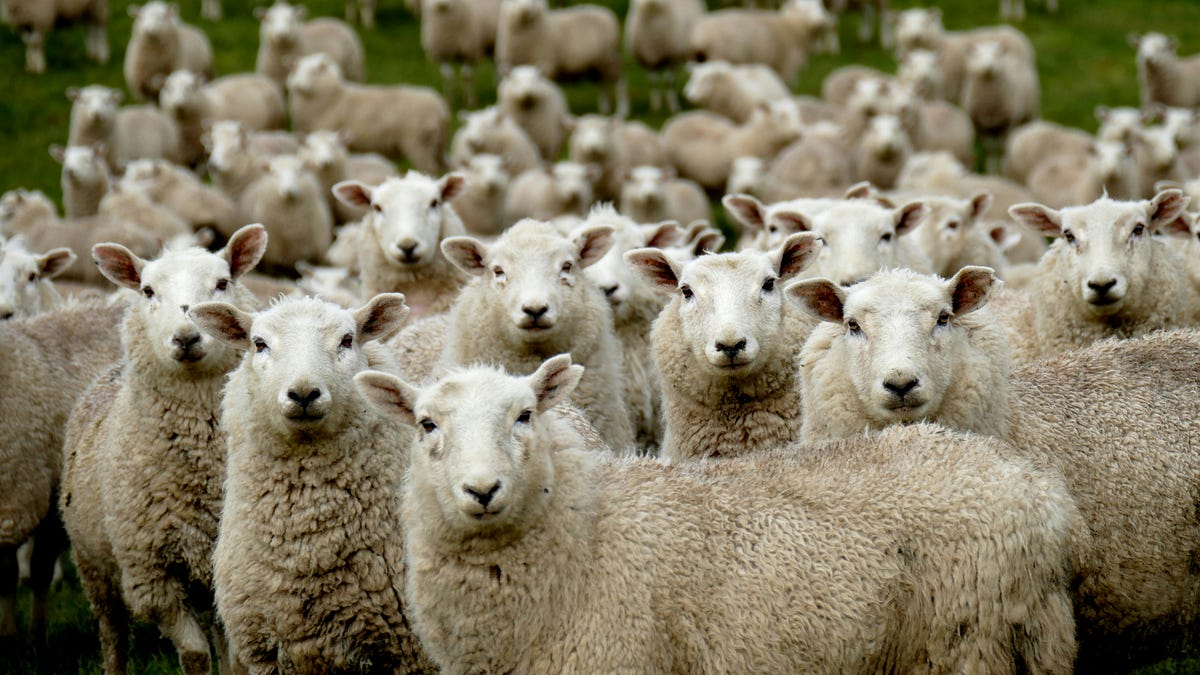 The Spectrum of Conformity: How much does the herd mentality matter ...