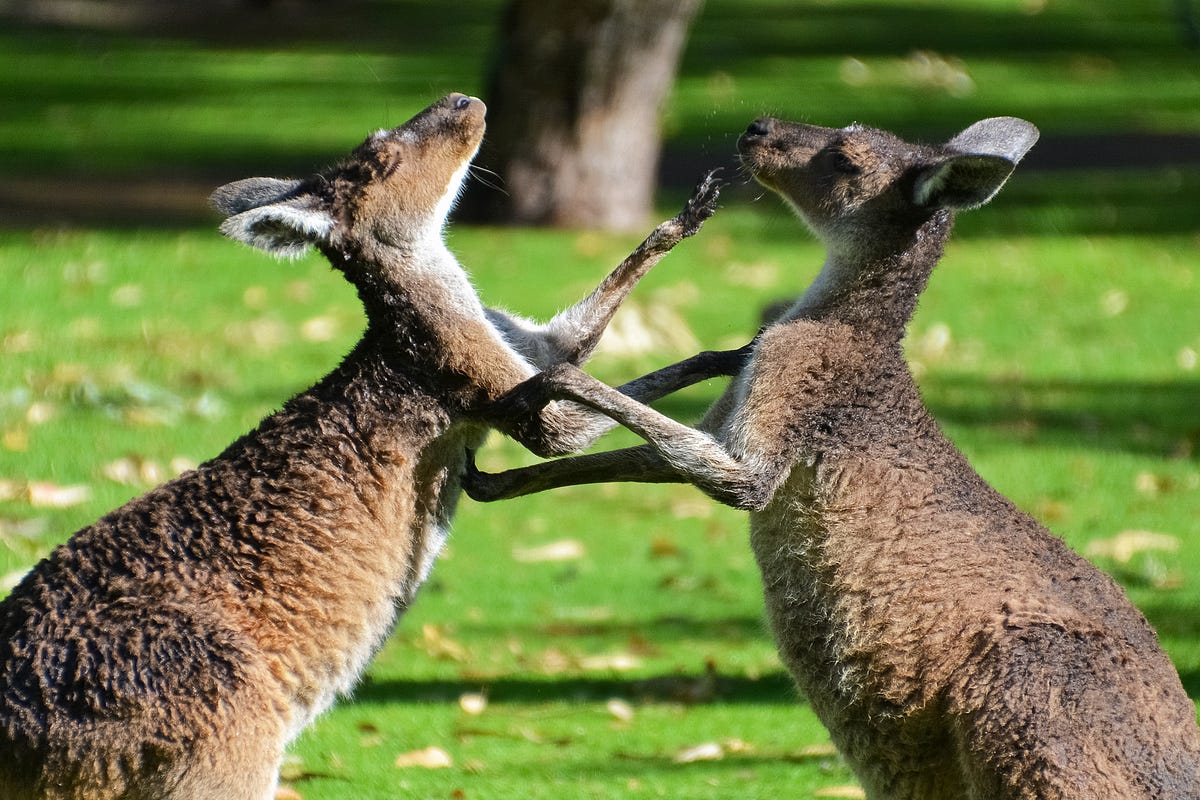 The 5 Types Of Arguers. Which one are you? | by Aarti Tailor | New ...