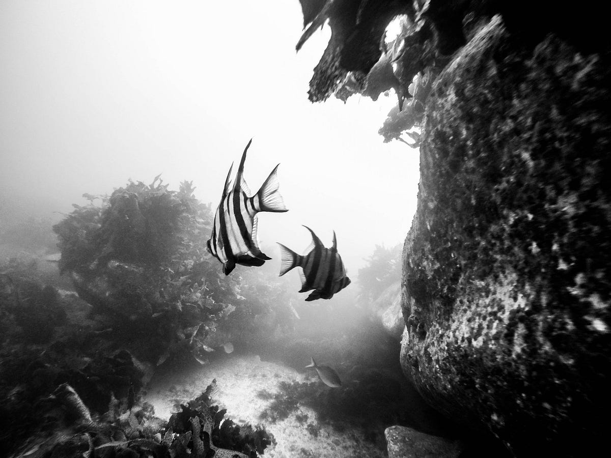 Investigating the Link between Magnetoreception and Animal Migration ...
