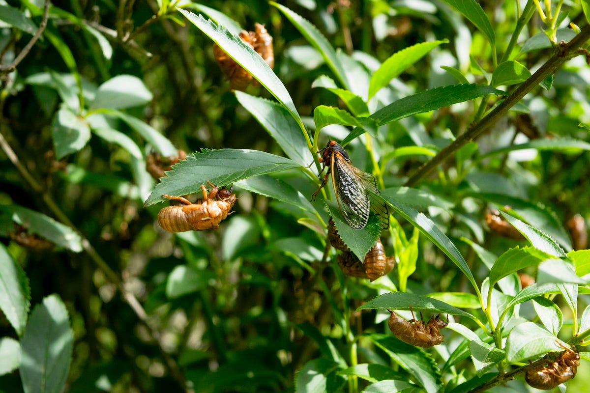 Cicada Song - 17 Onji — Haiku, Senryu, and Zappai - Medium