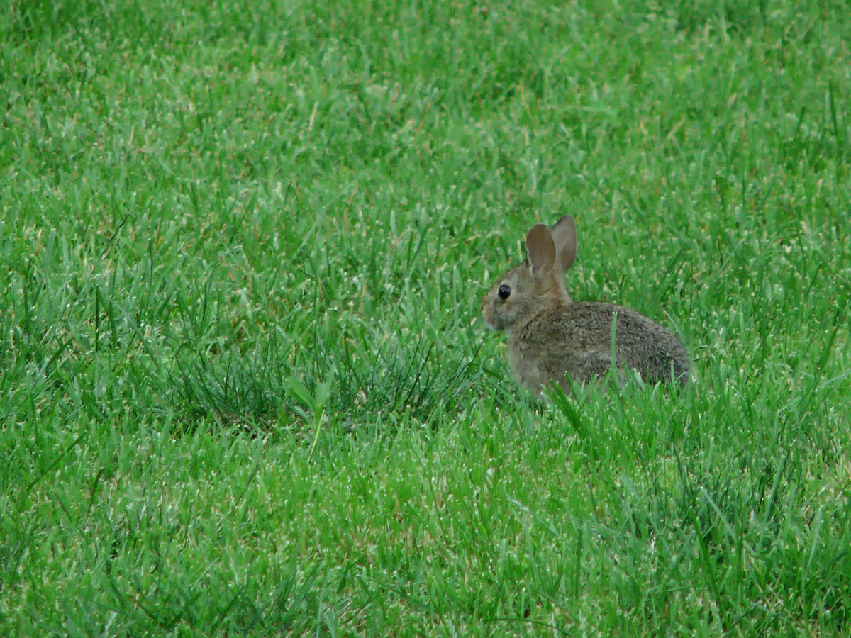 Is That Bunny from Heaven?. When times get hard there’s always a… | by ...