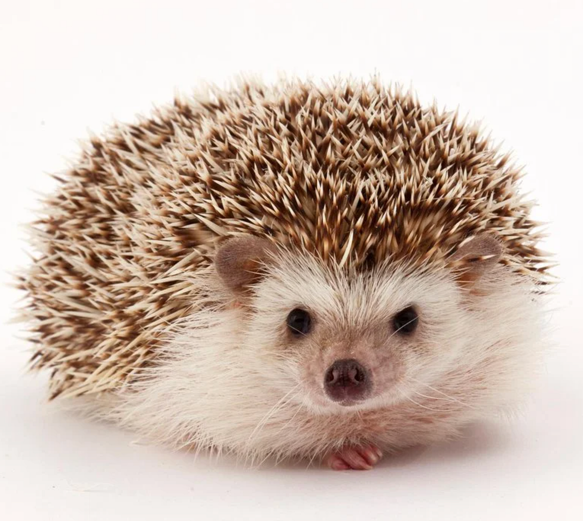 The Pain in the Sparse. Gems in STEM: A Brief Discussion of… | by Apoorva Panidapu | Geek ...