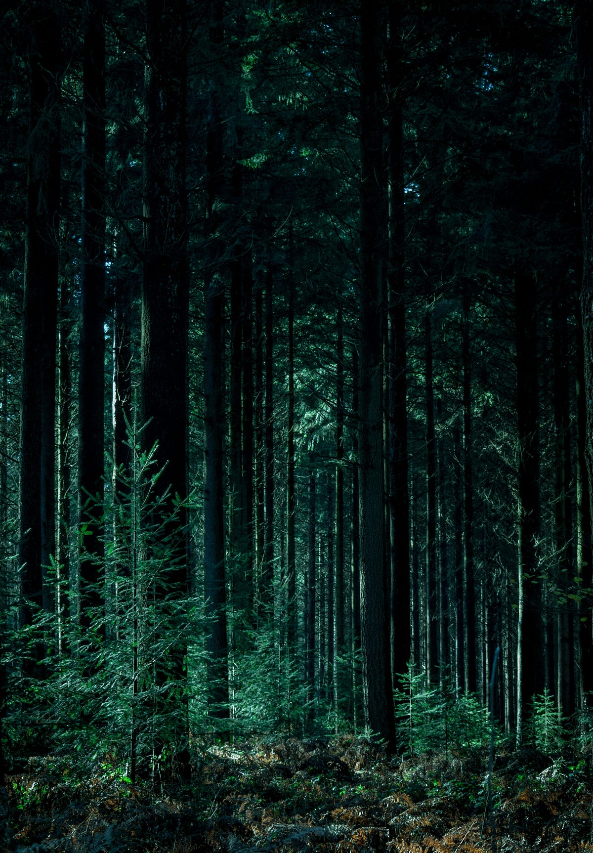 Did you know… Trees Talk To Each Other? - Did You Know…Short Fun Facts ...