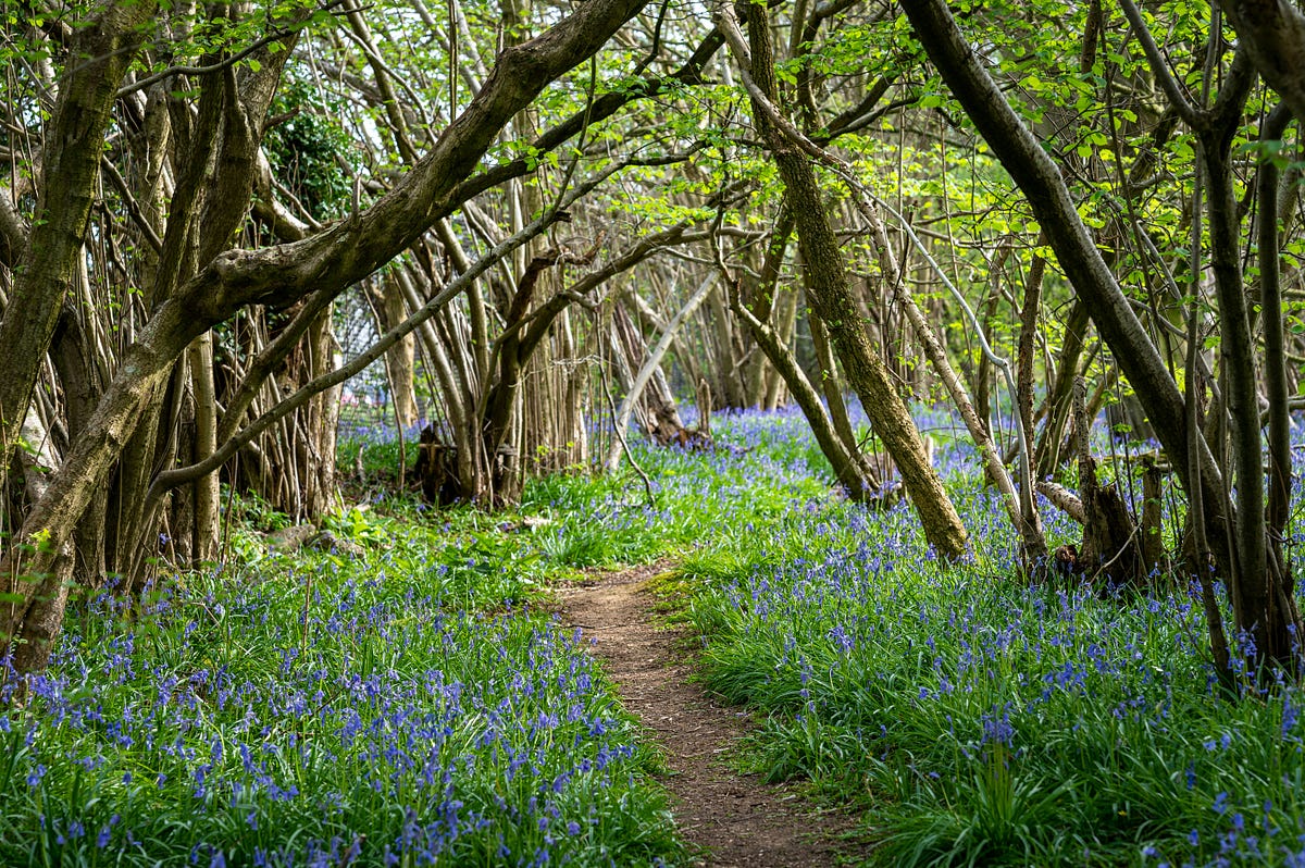 A Fairy’s Advice - Victoria Vanderslice - Medium