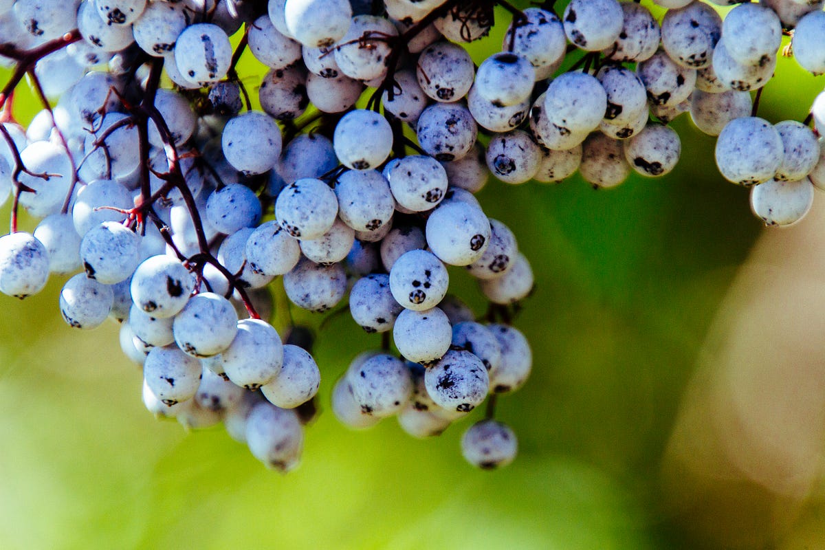 Be Fruitful. Be fruitful in your spirit My words… | by Femi Senjobi ...