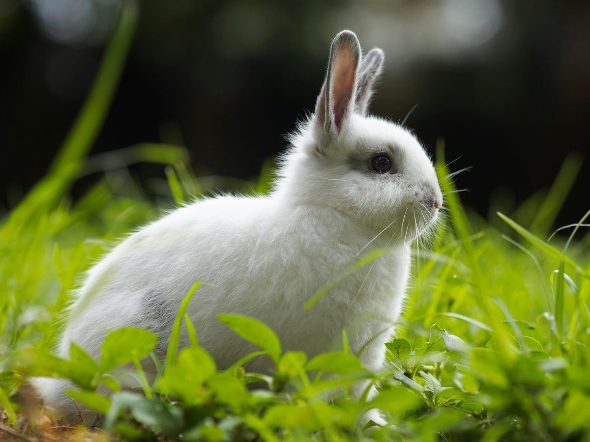 Misha the Rabbit. Misha wasn’t a smart rabbit. | by Alona Yuki | Medium