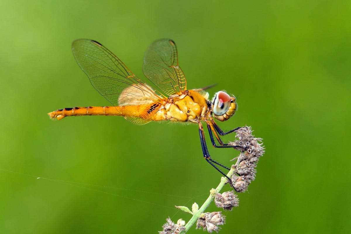 Exploring Wildlife in India: A Land of Incredible Biodiversity | by M24 ...