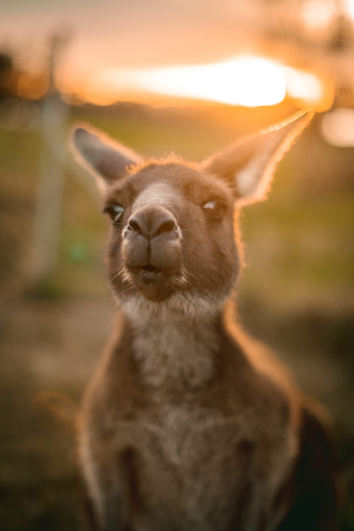 Kangaroo Bollocks for Everyone!. There aren’t many of us lucky enough ...