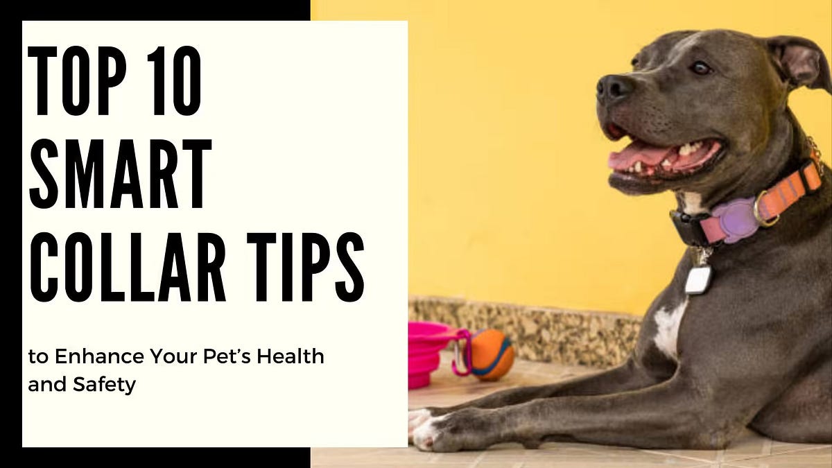 Top 10 Smart Collar Tips to Enhance Your Pet’s Health and Safety | by ...
