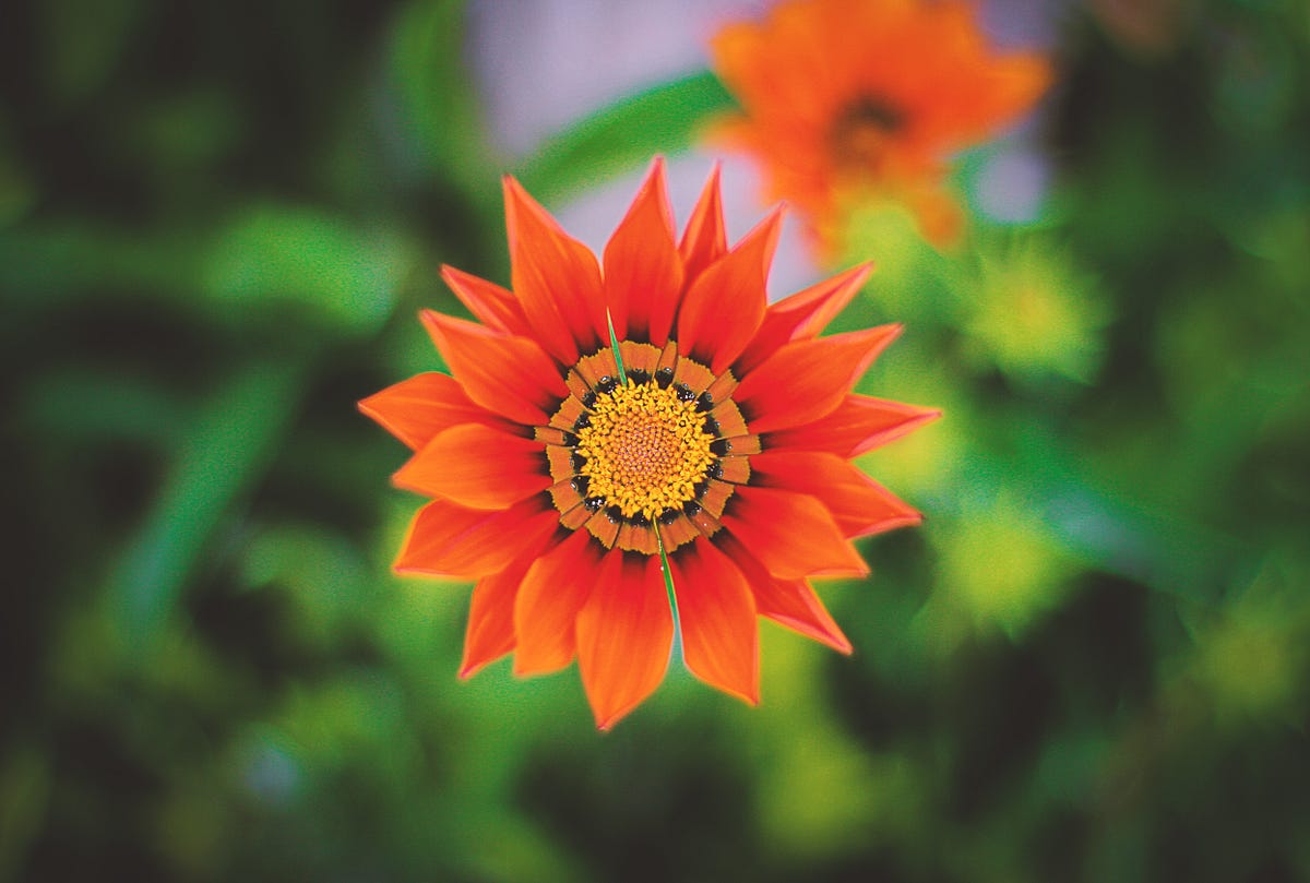 Who Has A Skewed Perception of Beauty? | by Kathryn Dillon | Fearless ...