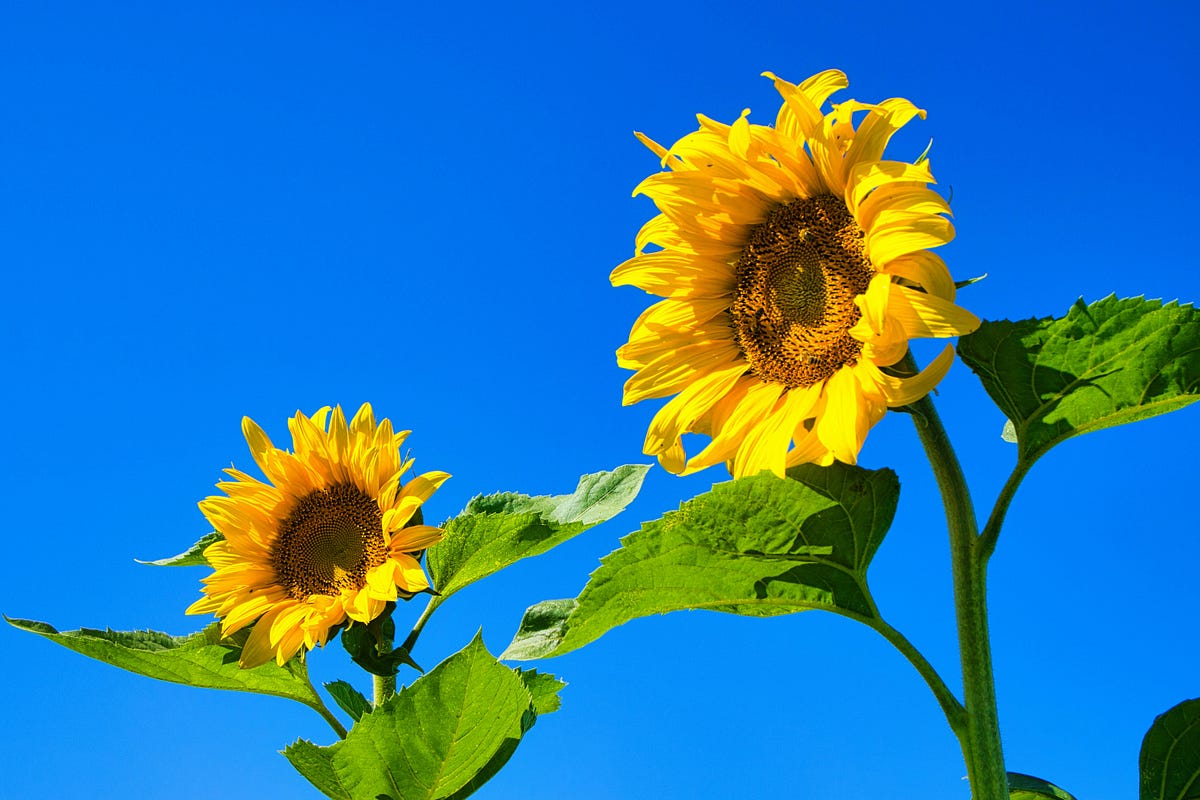 The Sunflower Theory of Love: A Simple Lesson on How Real Connection ...