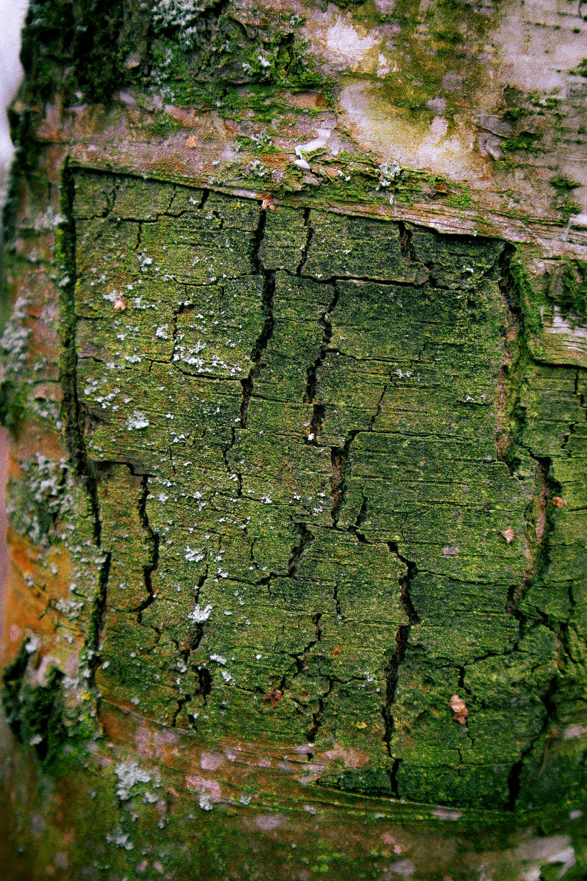 Tu ce la fai.. Genitori, figli e cicatrici da guardare | by Chiara Caiazzo | A voce Chiara | Sep ...