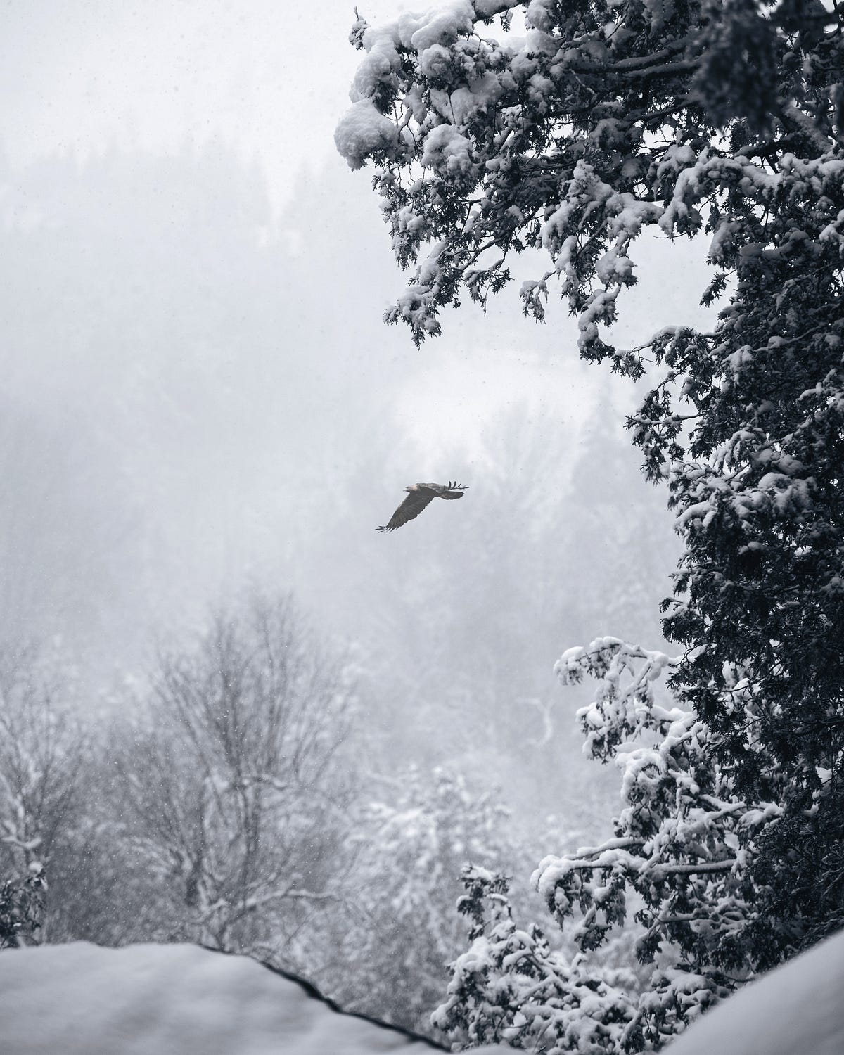 Winter Solstice. A night that extends as far as it can… | by Anna C ...