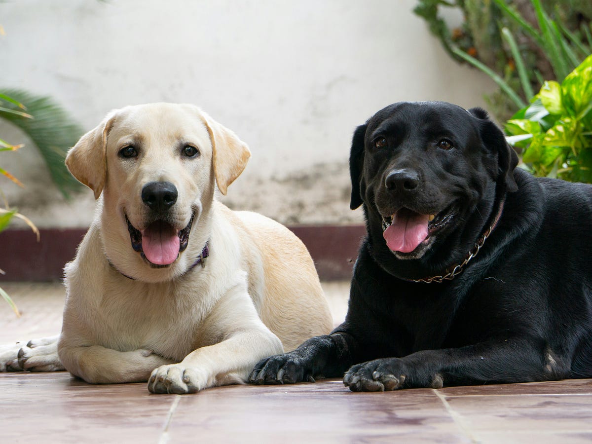 Do Male and Female Dogs Have Different Personalities? What Research ...