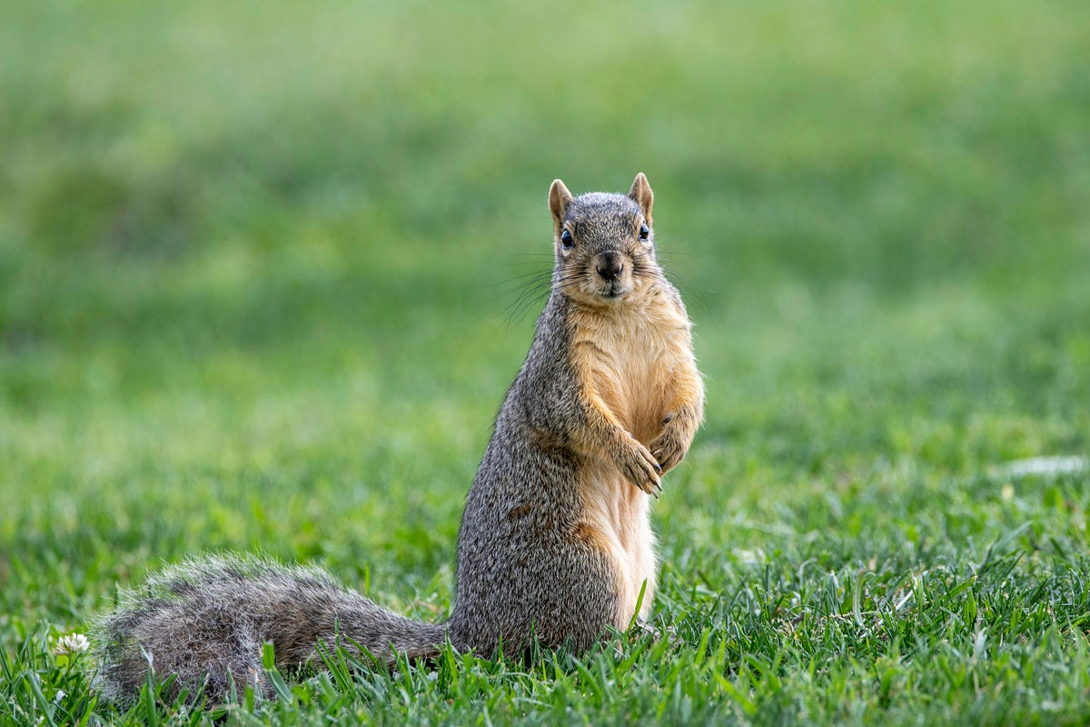 Did you know… Squirrels have got a knack for knocking electricity? | by Manoj kumar Chettiar ...