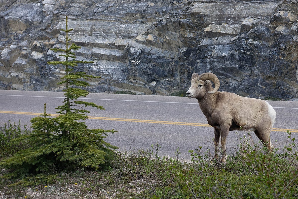 A beginners guide to Ramda (Part 1) — Currying and composition | by ...