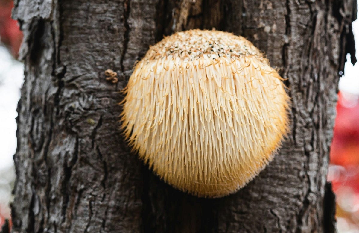 Will This Mushroom Work Wonders for Your Brain? | by John Kruse MD, PhD | Wise & Well | Medium