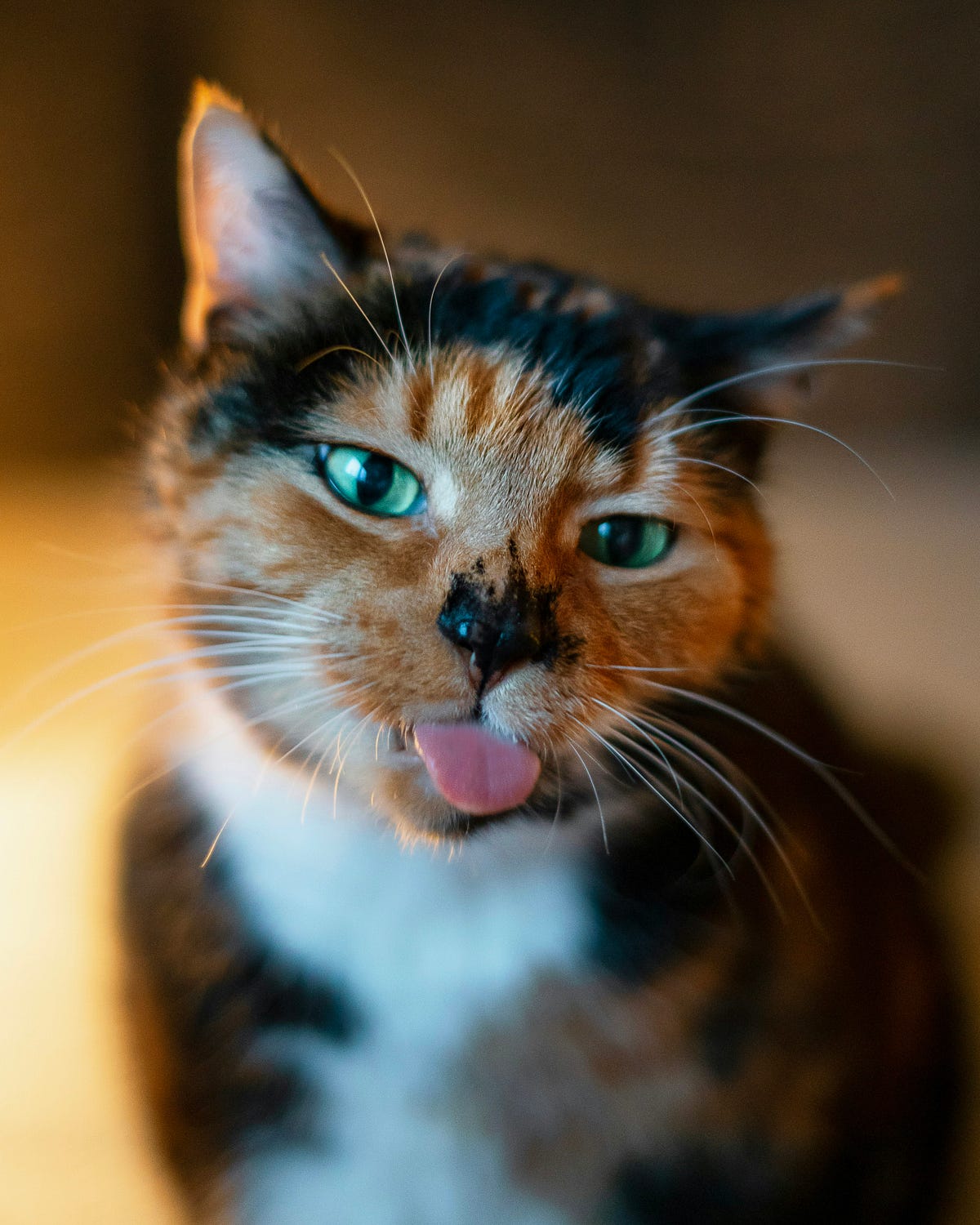 25 Hilarious PussyCat Jokes To Brighten Up Your Day | by David Graham ...