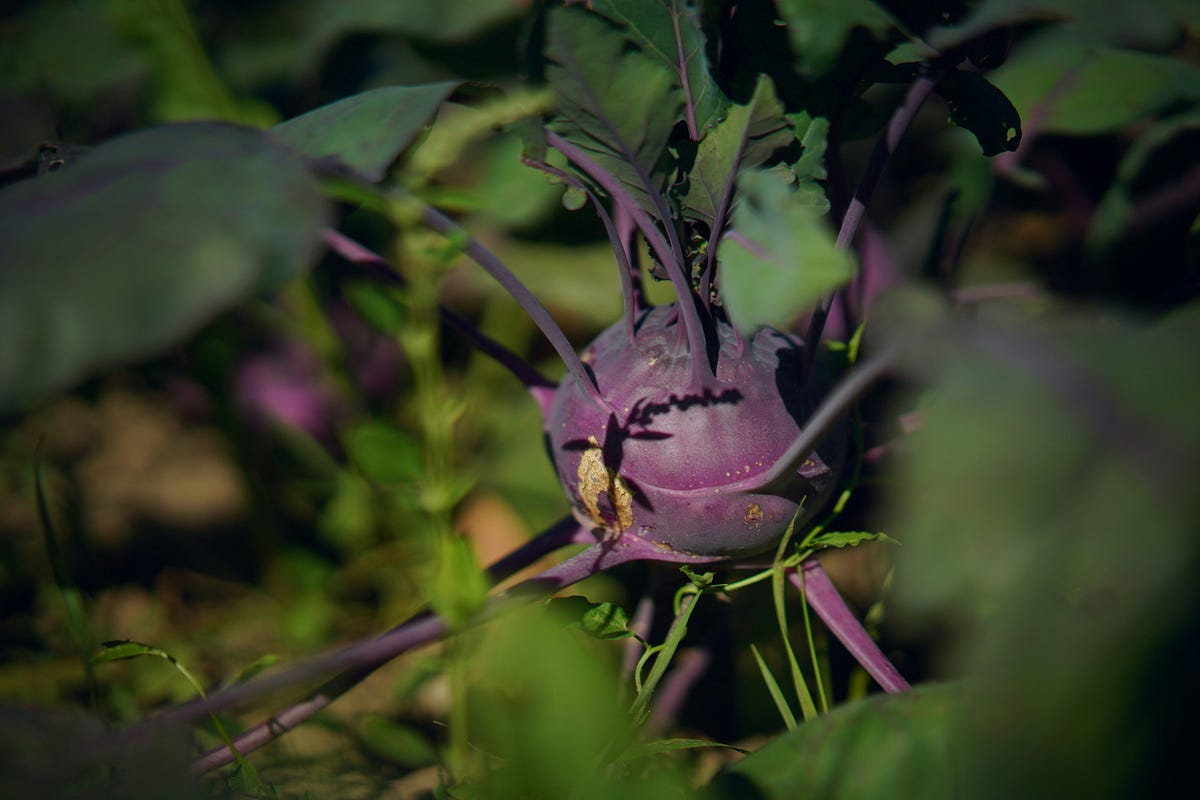 Kohlrabi: the Black Sheep of the Brassica Family | by Nigel Mills | Medium