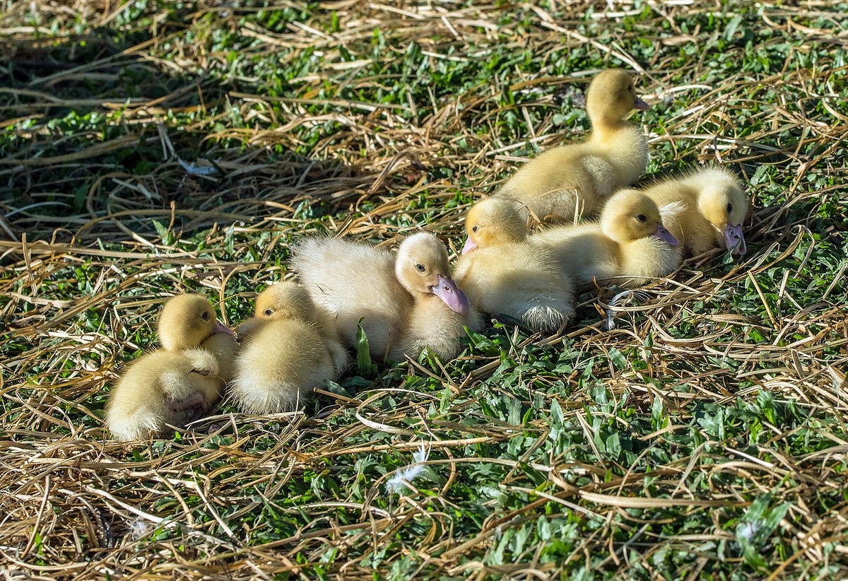 Sometimes, There Are A Lot Of Ducks To Line Up. | by Lesley Dewar There ...