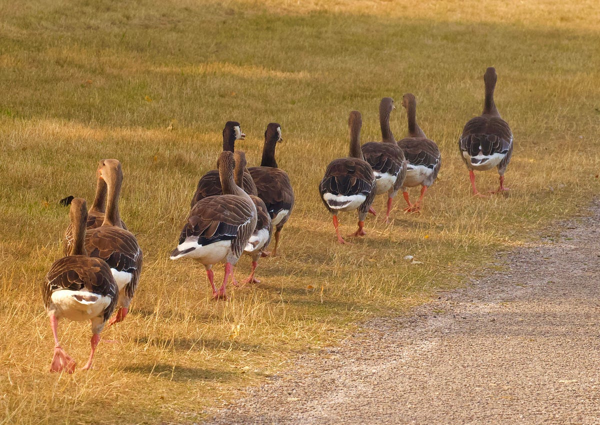 Why Baby Animals Follow Their Parents? | by Vandana Nagarkoti | Medium