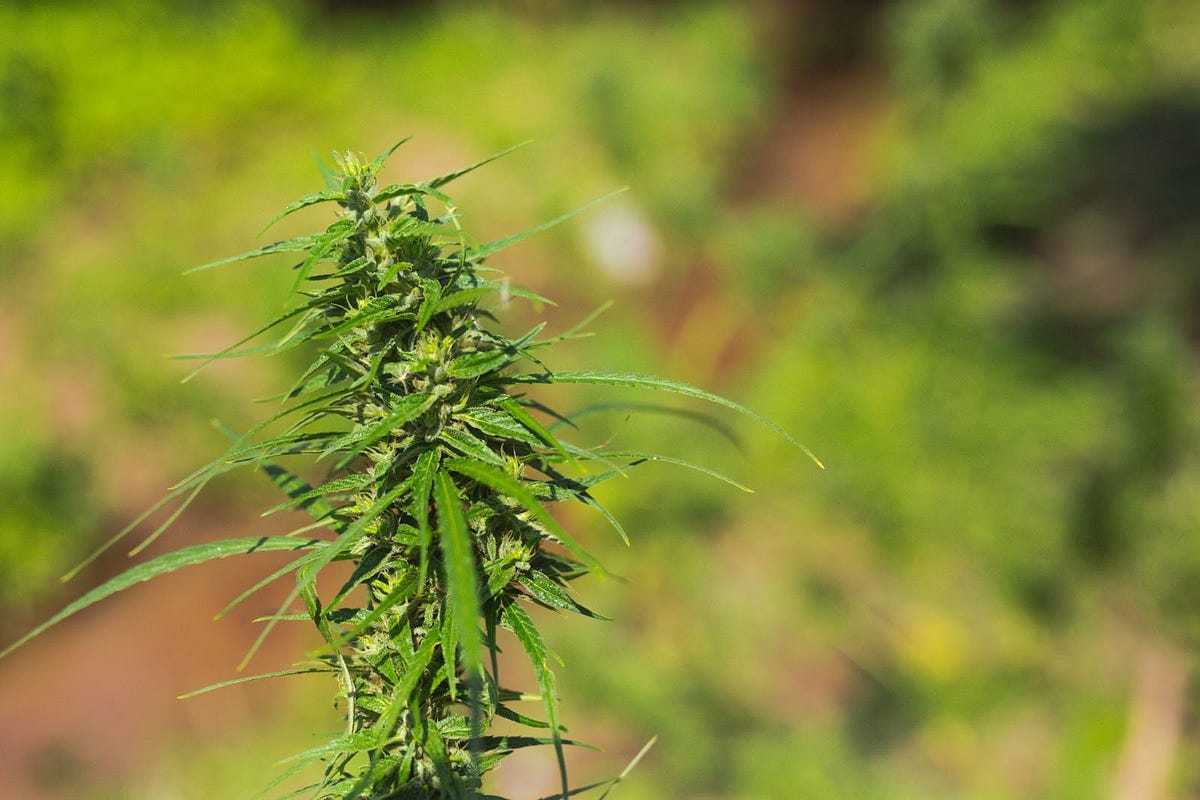 9 Best Cannabis Dispensaries in Everett | by David Bertt | Oct, 2024 | Medium