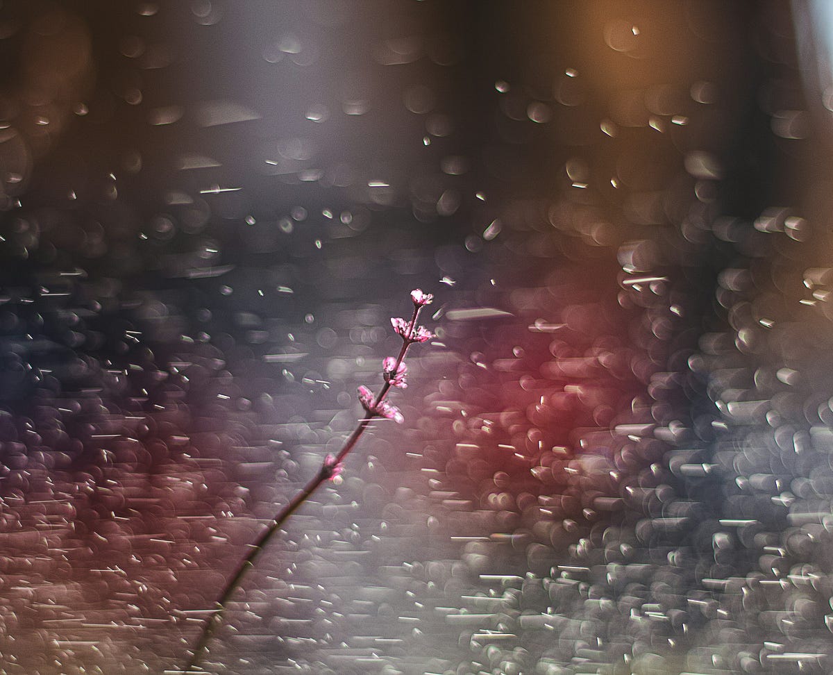 Petals of Grace in the Wind. The touch that transforms | by Marie Grace ...