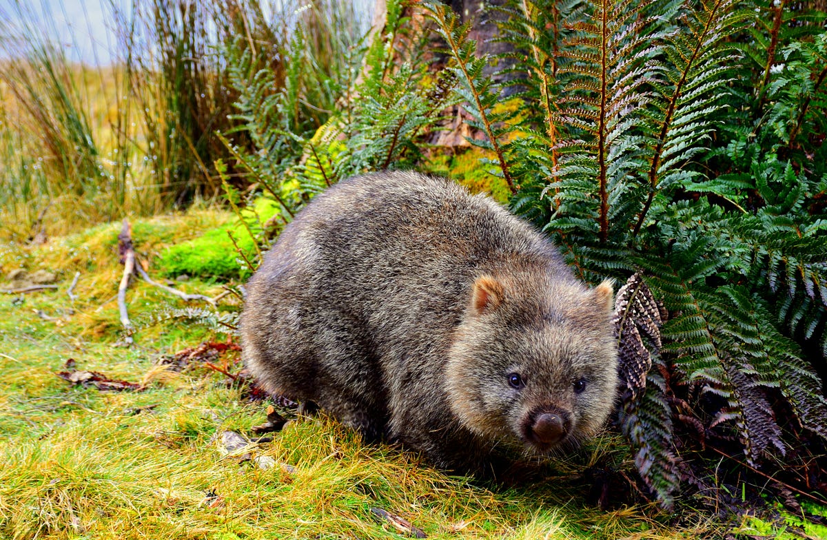 Did You Know… There’s an Animal That Poops in Cubes? | by Kavita | Did ...