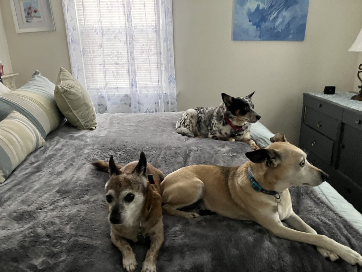 Three Dog Night and Day. Our home looks like a doggie daycare | by ...