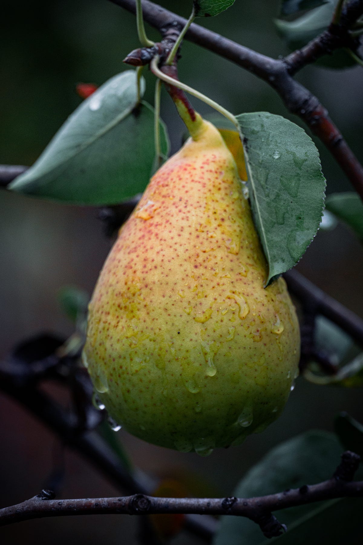 Pears: Sweet Cousins in the Fruit Family Tree! - poundpulverizer89 - Medium