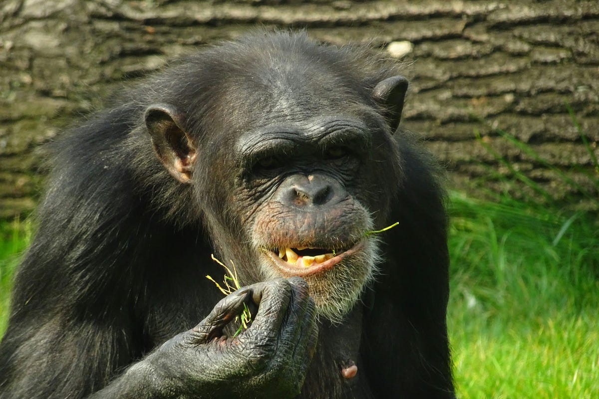 Breaking Out of Bland: How My Taste Buds Have Evolved With Age | by ...