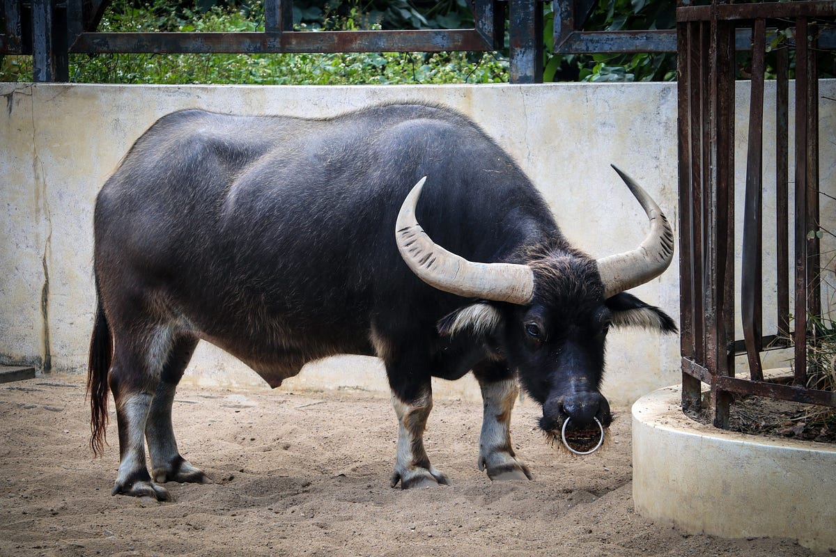 It’s not what I meant, Ox 2021. I wrote a letter to the year of the Ox ...