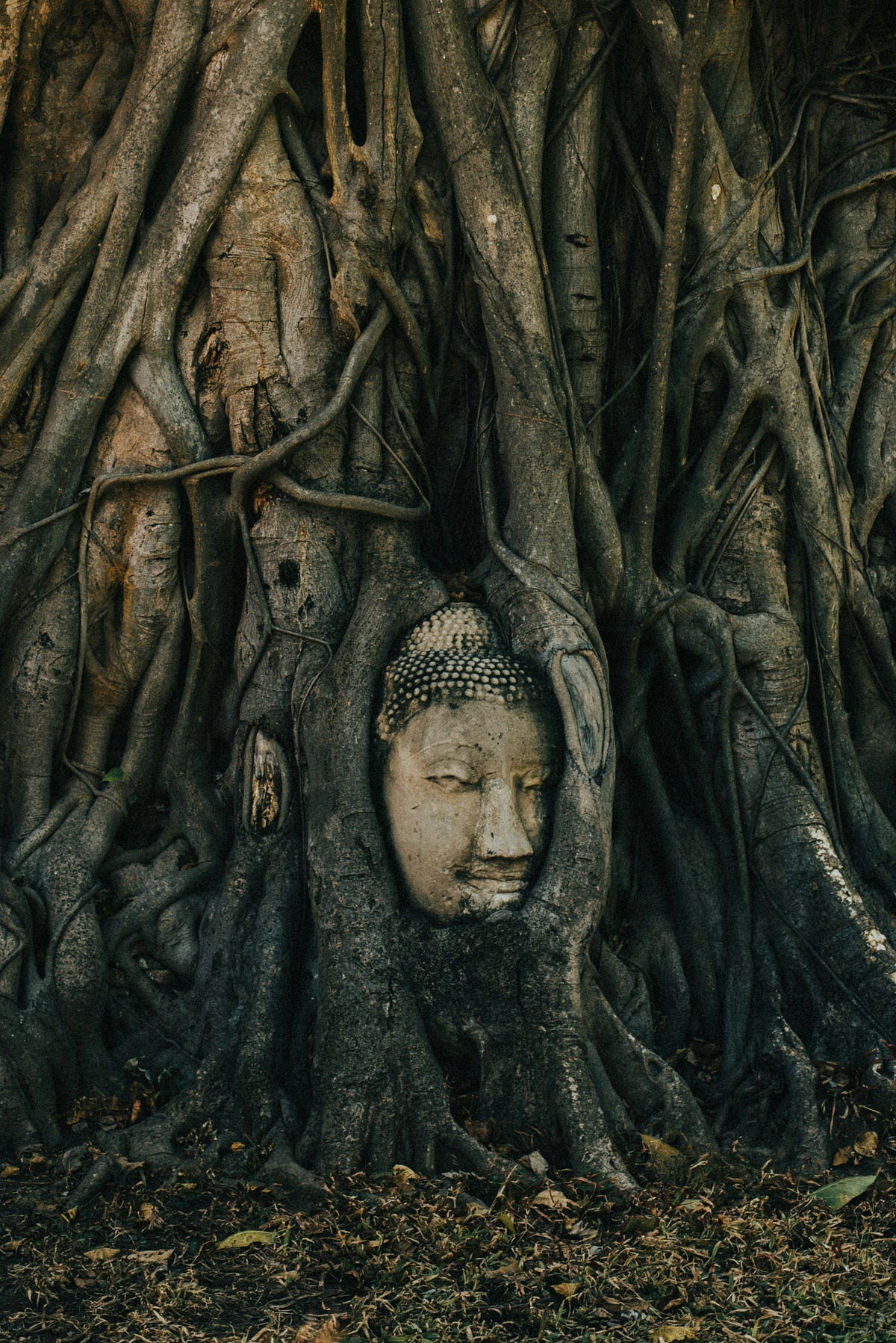 Sumber Geni and the Man Who Lived in the Banyan Tree | by Pasion1s ...