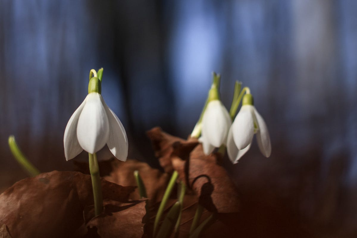 Through the Veil of Perception. Life is becoming a shadow of a… | by ...