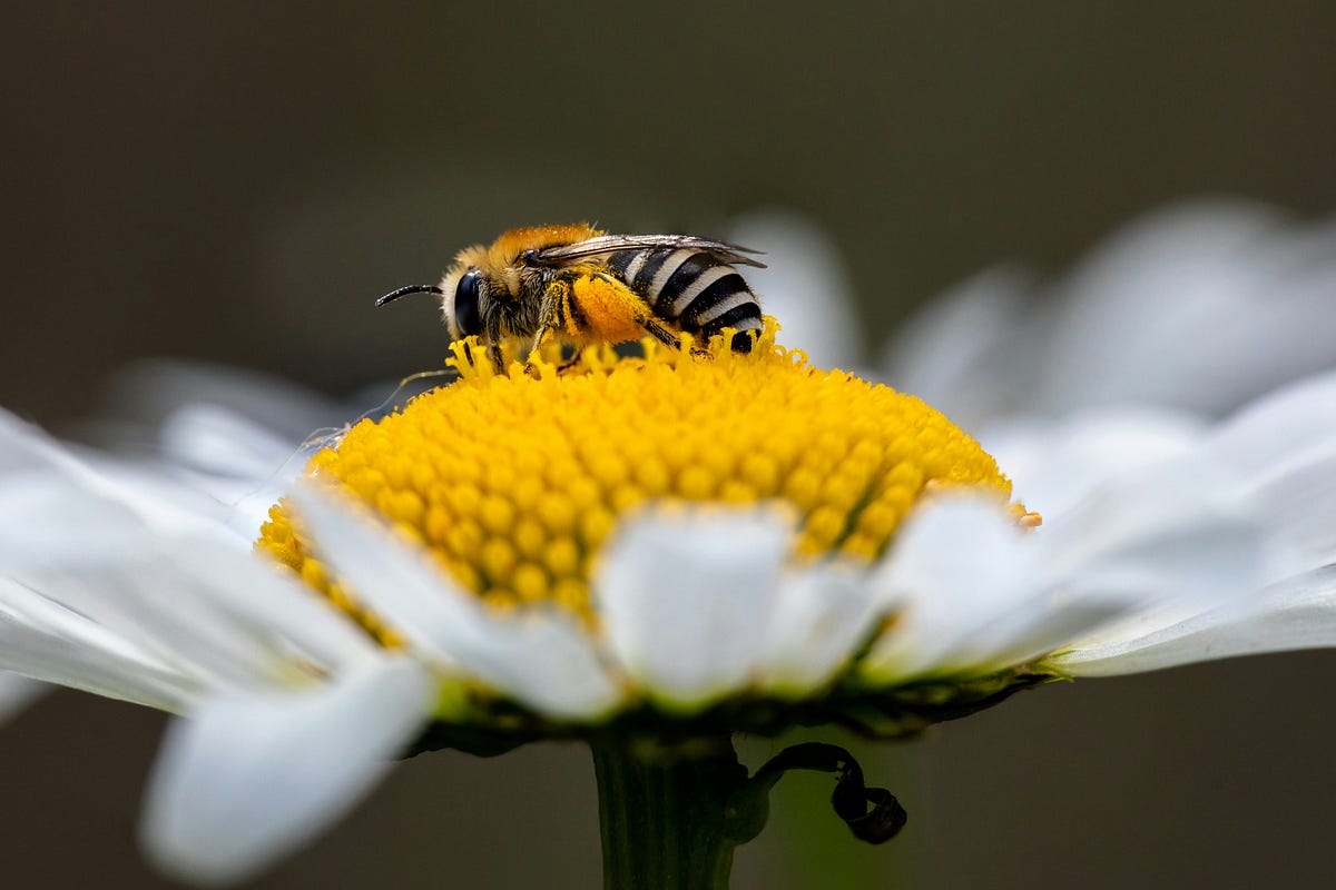 The Bee: Intelligent and Hardworking, Tiny creature | by Binte Zubair ...
