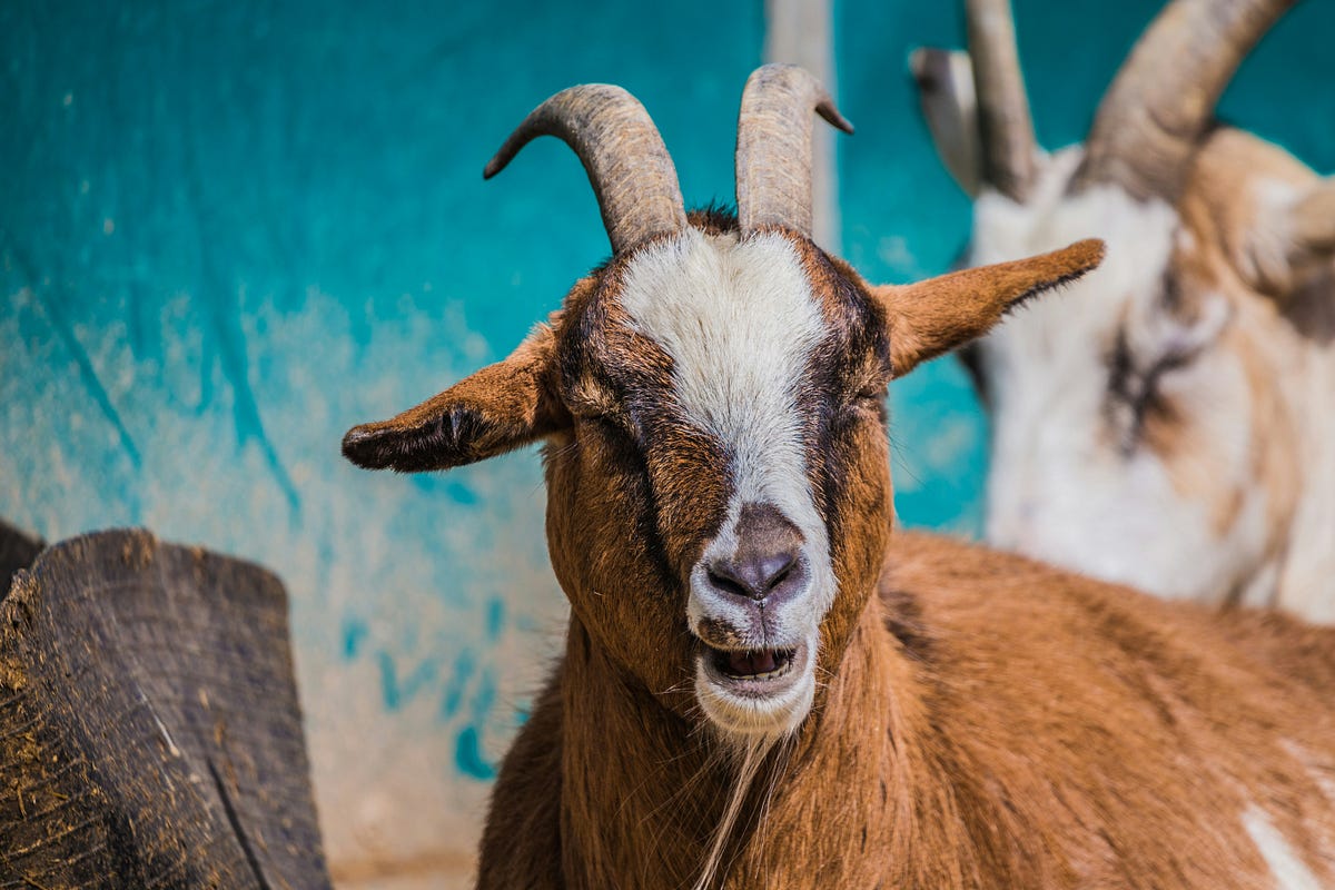 OUR GOAT ATE THE KITCHEN SINK!. By Kevin R. Mulqueen | by Kevin R ...