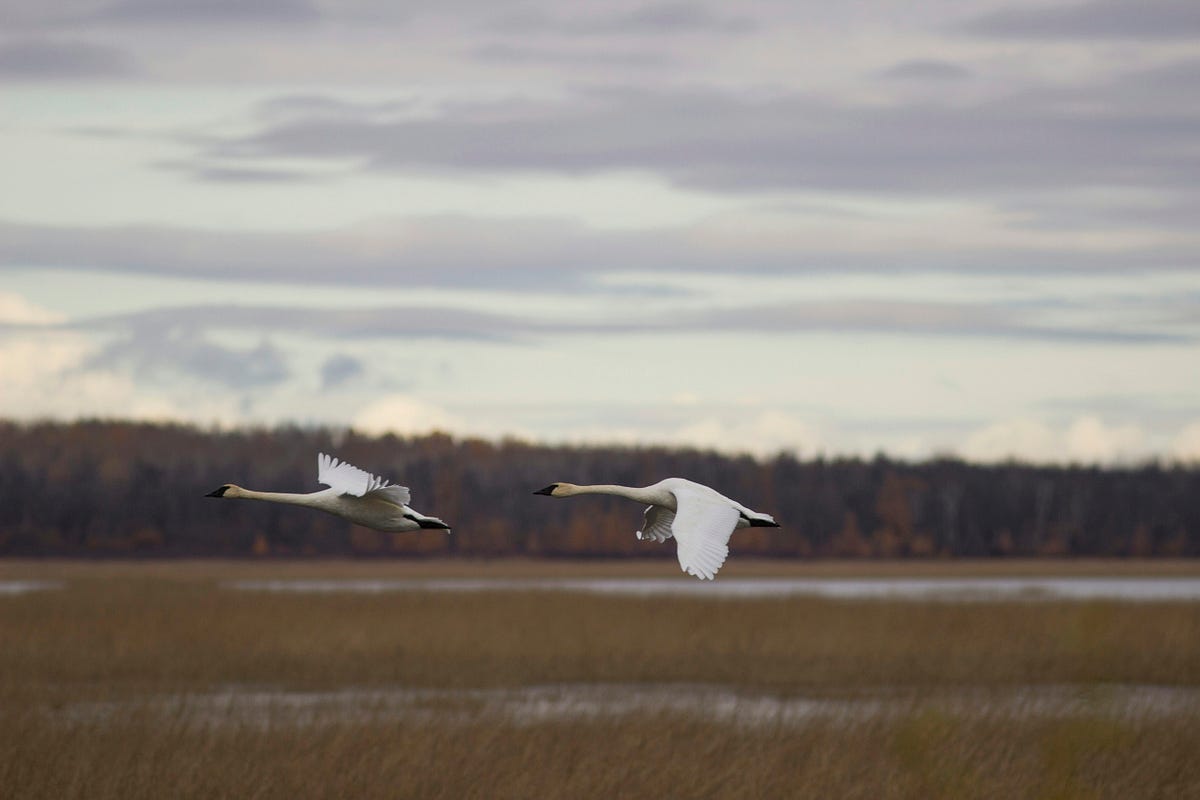 Migrating 1TB from AWS RDS MariaDB to AWS Aurora MySQL: Challenges ... Migrating 1TB from AWS RDS MariaDB to AWS Aurora MySQL: Challenges ...