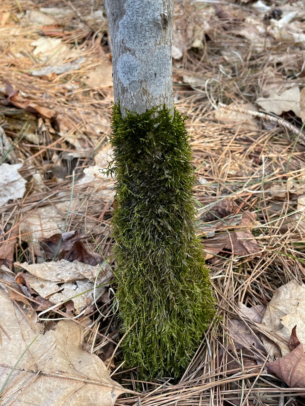 Verdant Mosses Are One Of The First Signs Of Spring In Northern ...