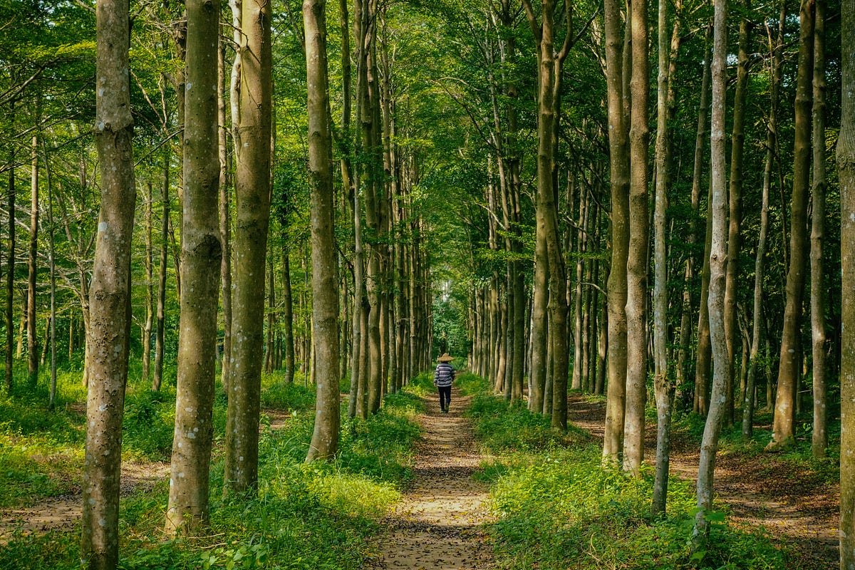 Why Visiting the Forest Yearly Promotes Mental and Physical Health ...