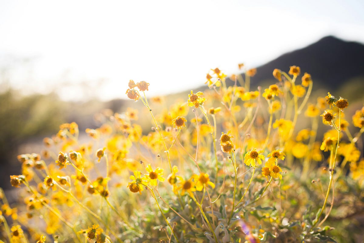 Let It Bloom: 5 Tips To Help You Make Your Spring Better | by Giovana ...