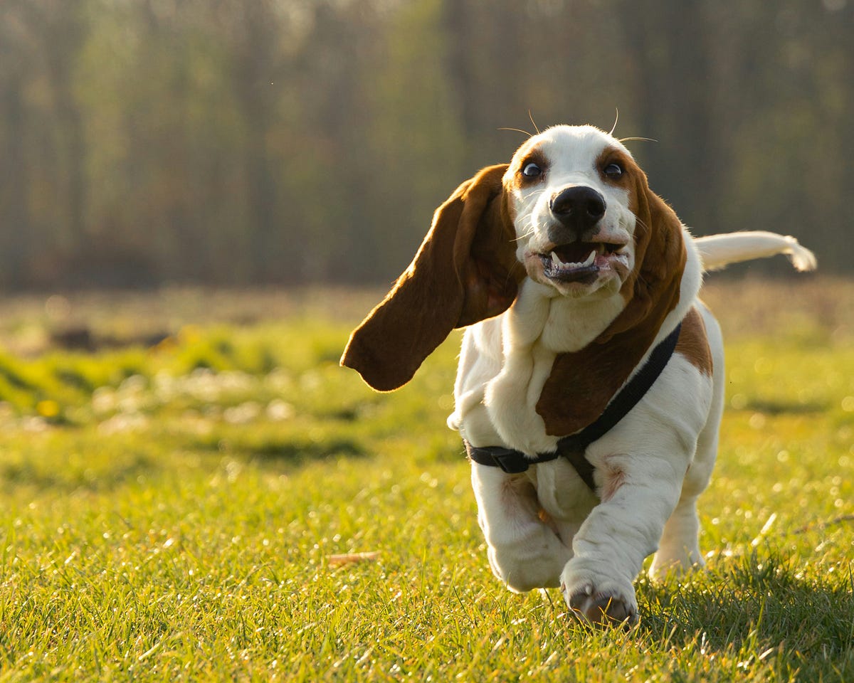 A Dog’s World. How dare my dog ignore me! | by Samantha Harvey | Jan ...