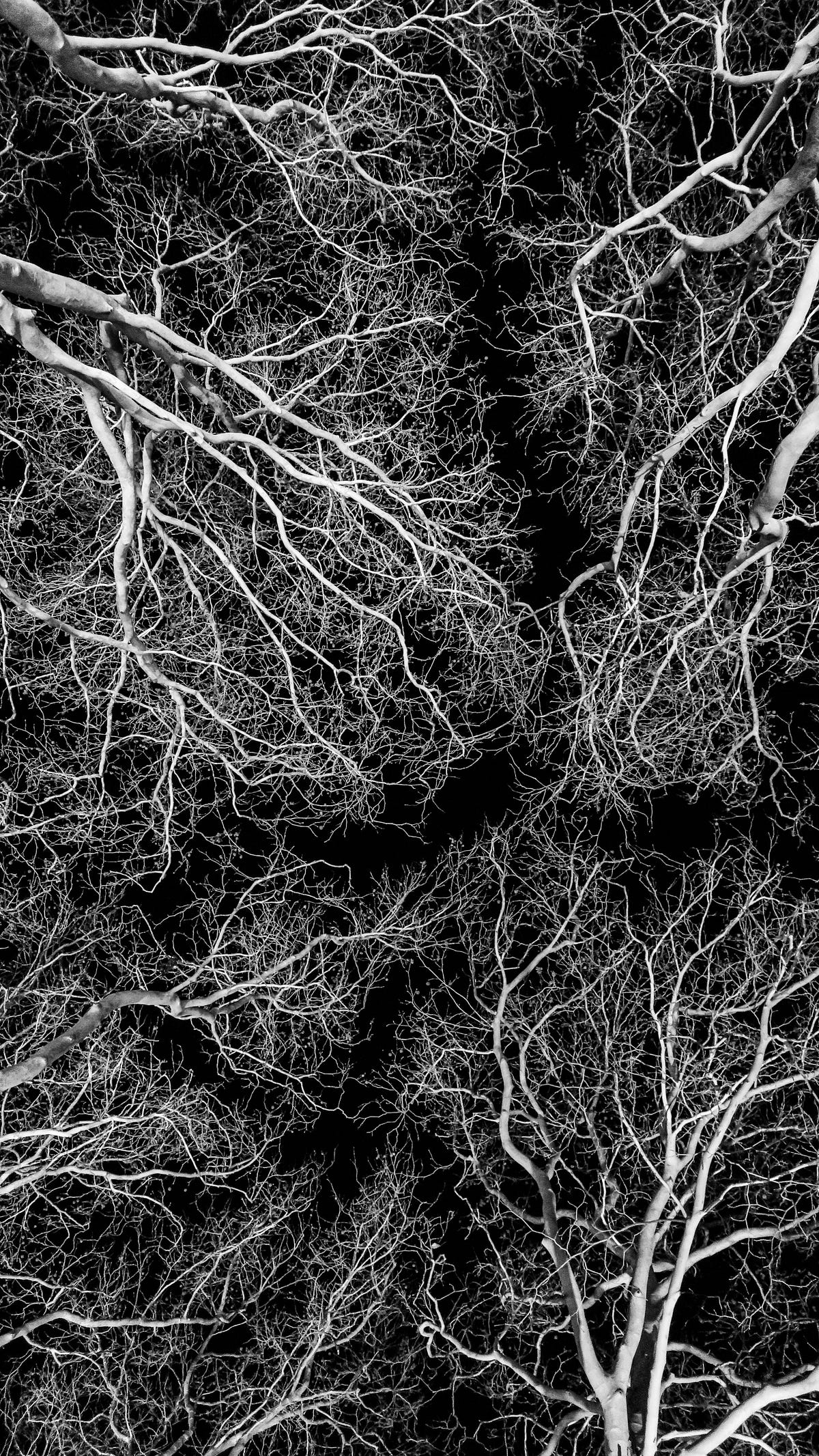 Poem — Roots, Routes and Reflections - PoetQuest - Medium